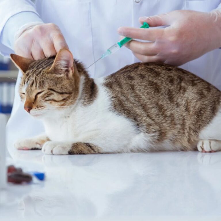 Vacxin 4 bệnh cho mèo giá bao nhiêu